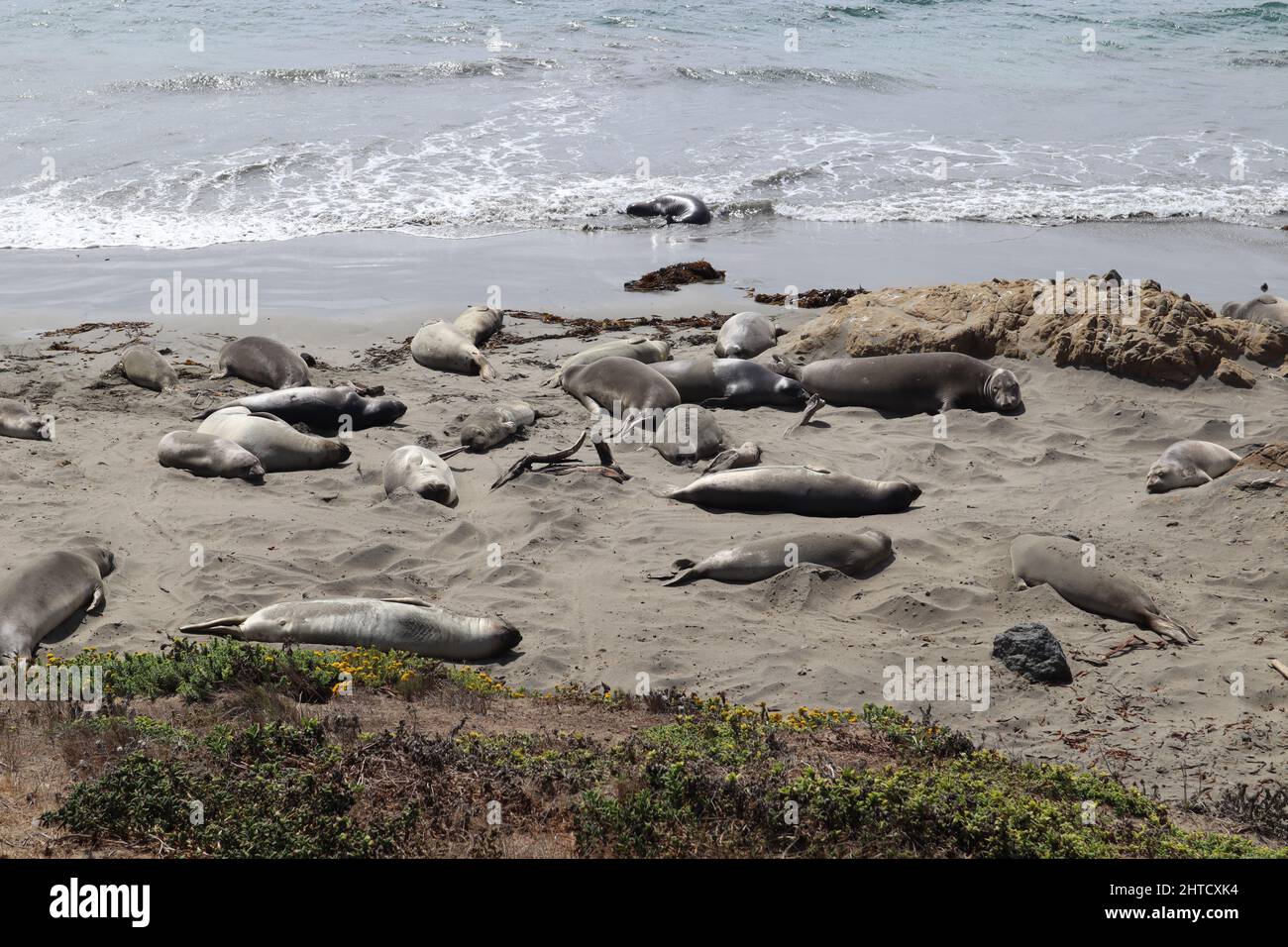 Elephant seals laying on a beach on the Pacific Ocean coast of ...