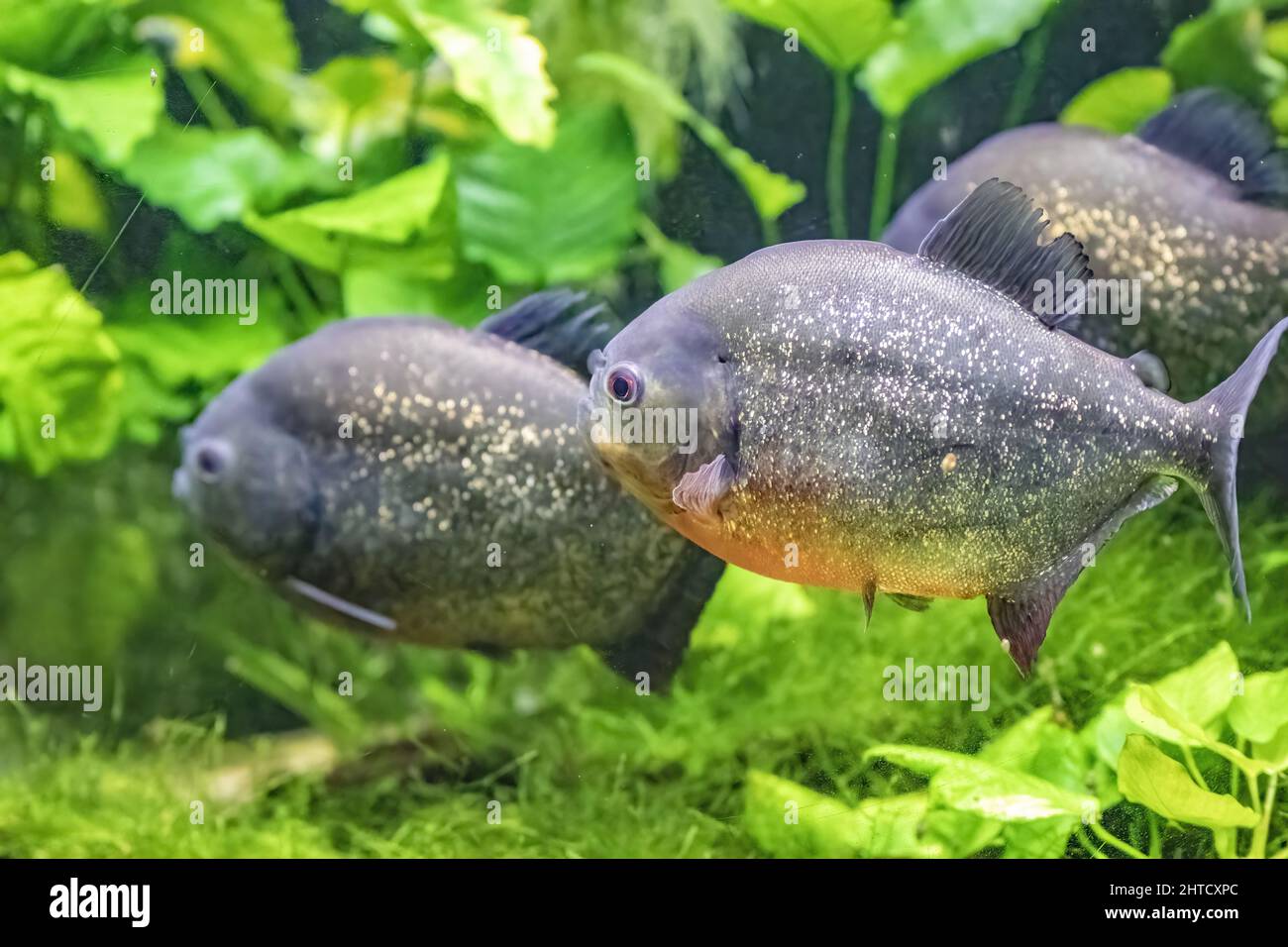 Closeup of the red-bellied piranha, also known as the red piranha ...