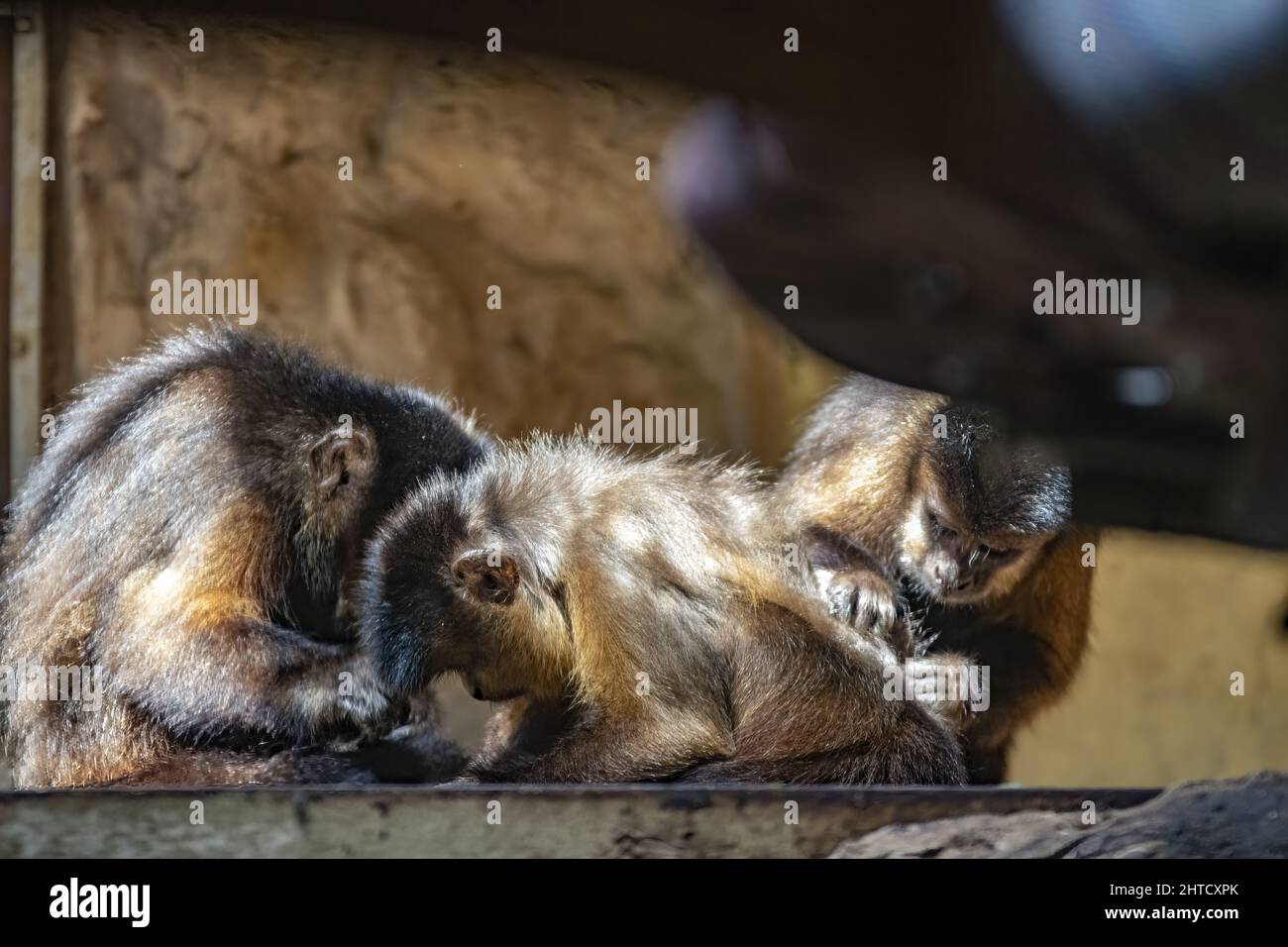 Brown capuchins hi-res stock photography and images - Alamy