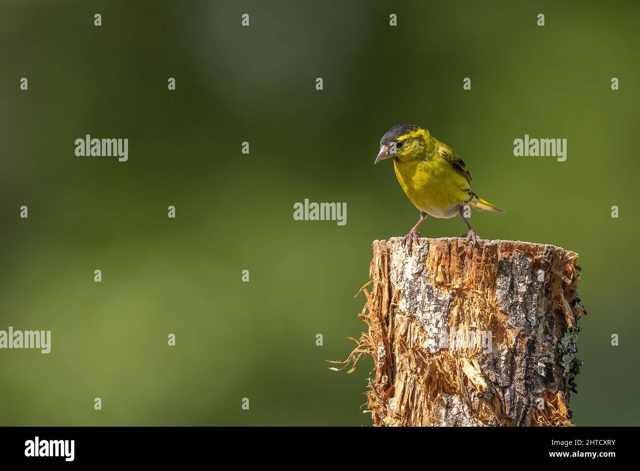 Scotland bird feathers hi-res stock photography and images - Alamy