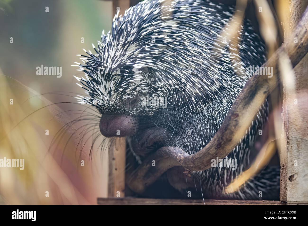 Coendou hi-res stock photography and images - Alamy