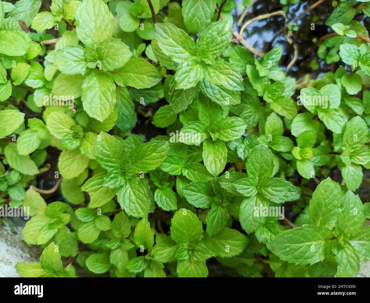 Mint green leaf plant group of mint plant in pot Stock Photo - Alamy