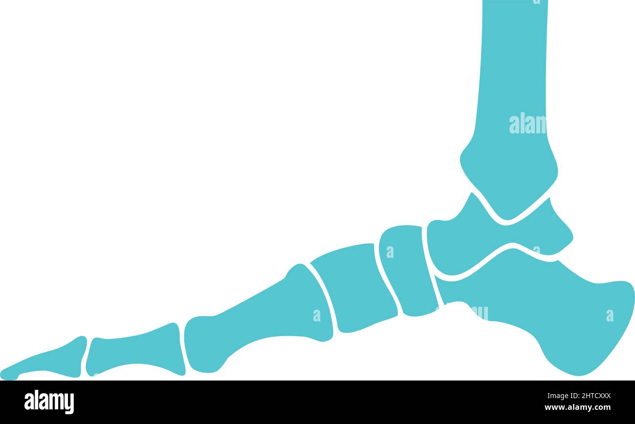 Human foot bones (skeleton, anatomy) vector illustration Stock Vector ...