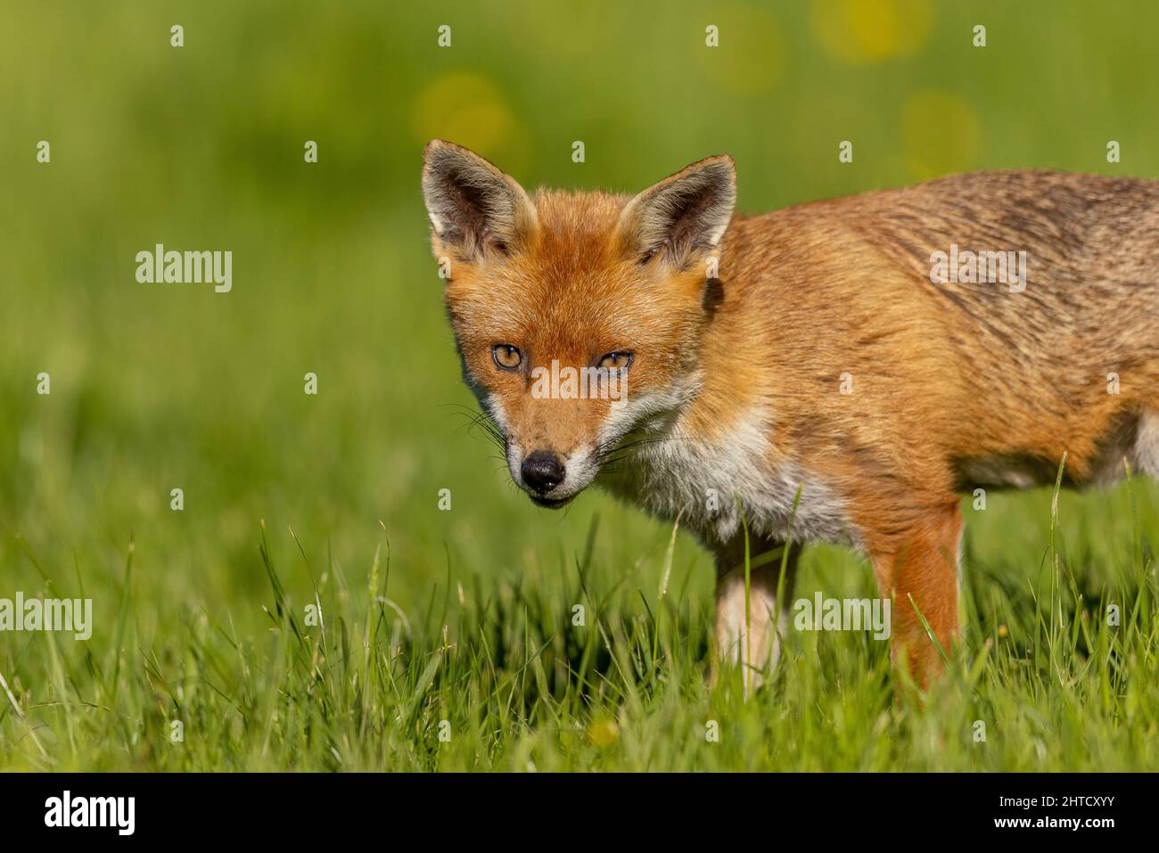 Red fox prowls around a meadow. Essex, UK Stock Photo - Alamy