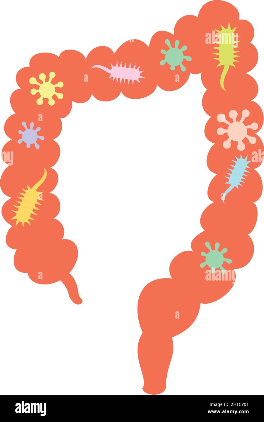 Human large intestine with germs and bacteria vector illustration Stock ...