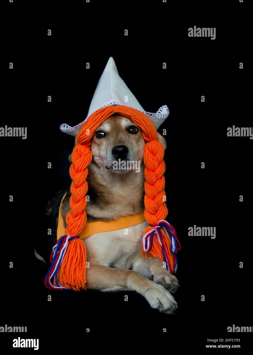 a mongrel dog with braids and a dutch hat Stock Photo - Alamy
