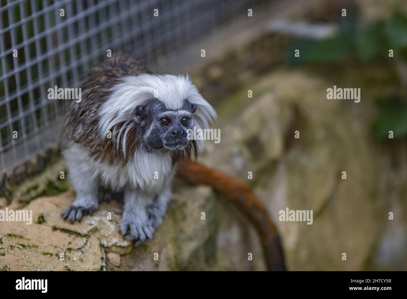 Closeup portrait of a tamarin sitting on a stone wall inside of a zoo ...