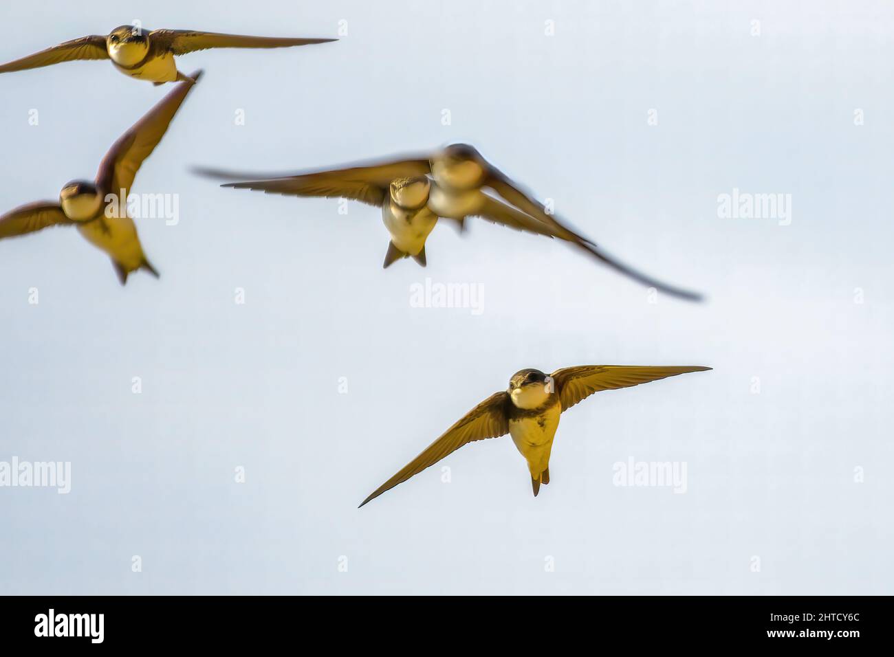 Closeup of swift birds flying with theirwings wide open high in the ...