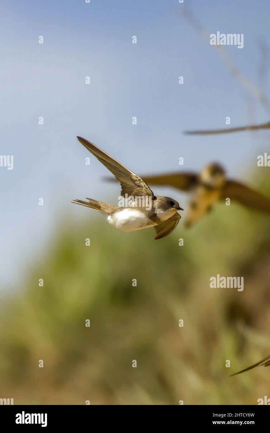 Vertical of swift birds flying with their wings wide open against ...