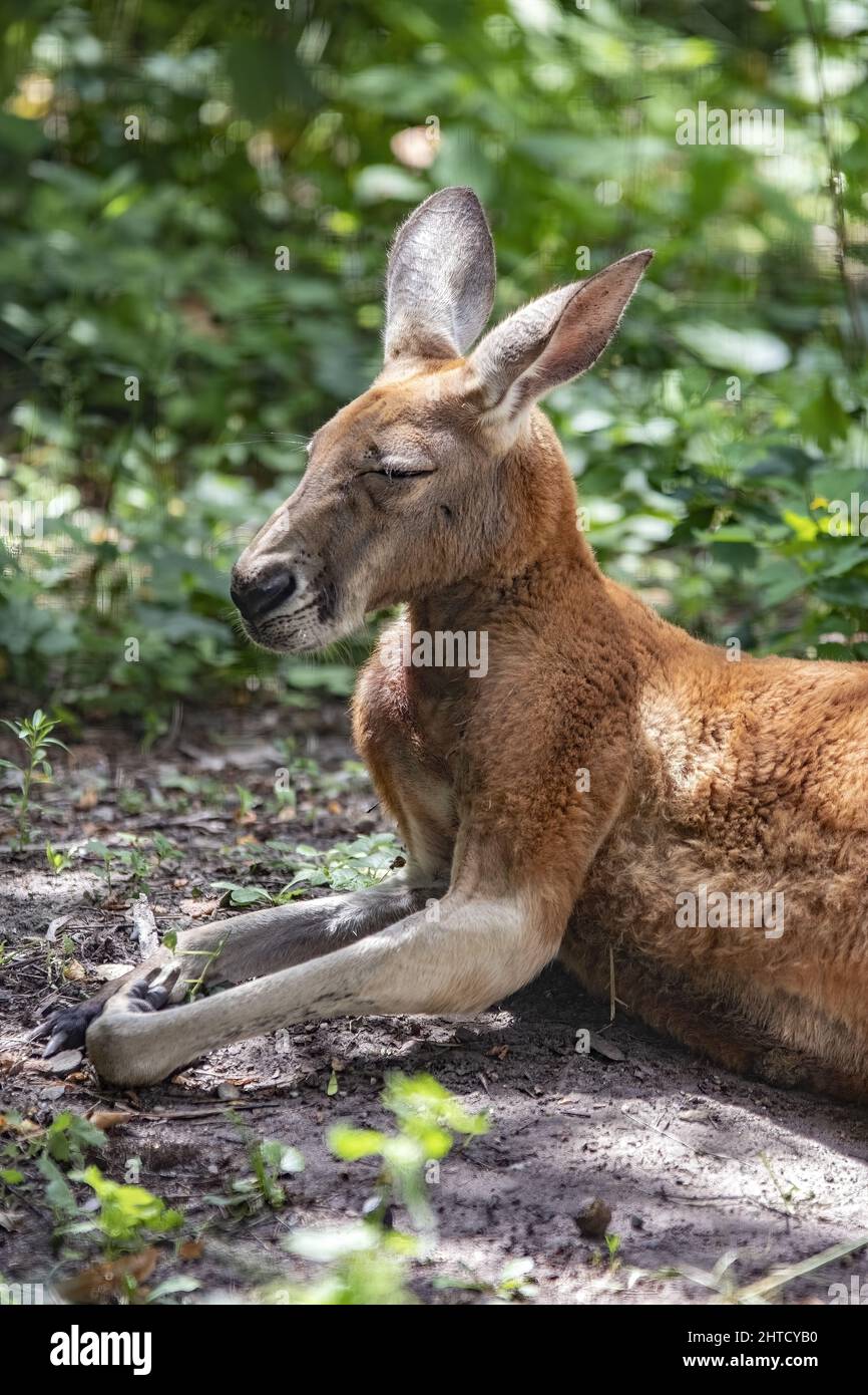 Vertical closeup of the red kangaroo, Osphranter rufus Stock Photo - Alamy