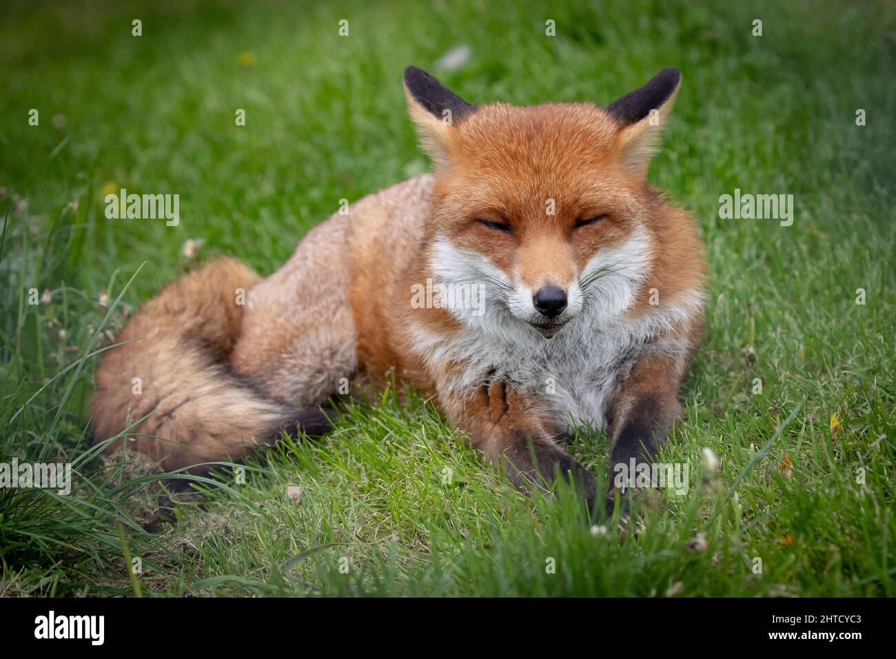 Red fox relaxing in the British countryside. Surrey, UK Stock Photo - Alamy