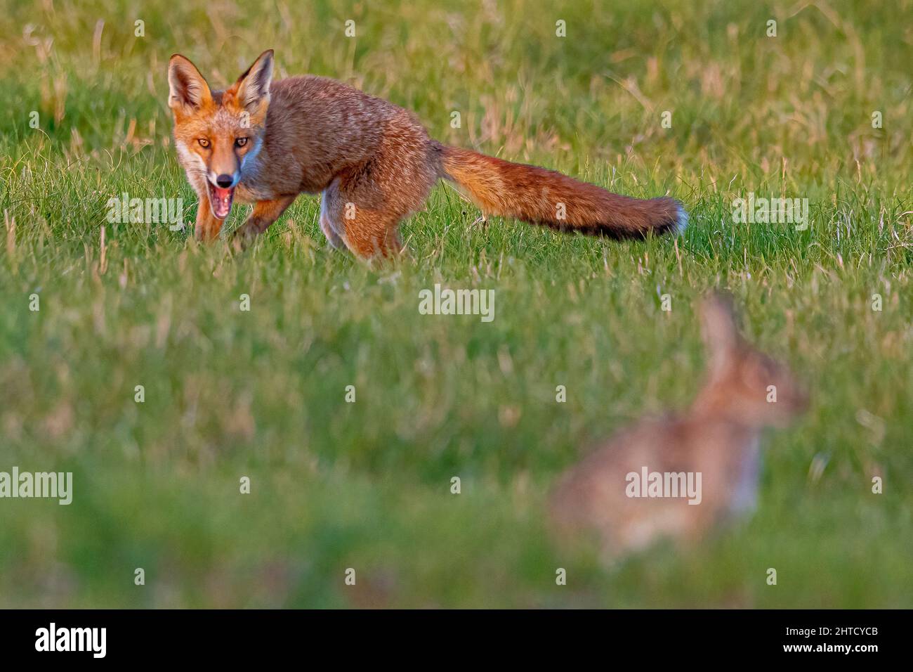 Red Fox stalking prey. Suffolk, England Stock Photo - Alamy