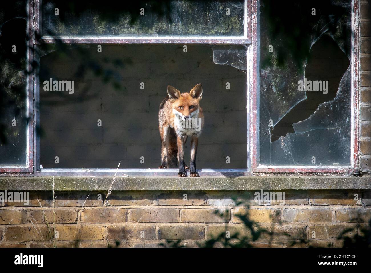 Rural Red Fox in a broken window Stock Photo - Alamy