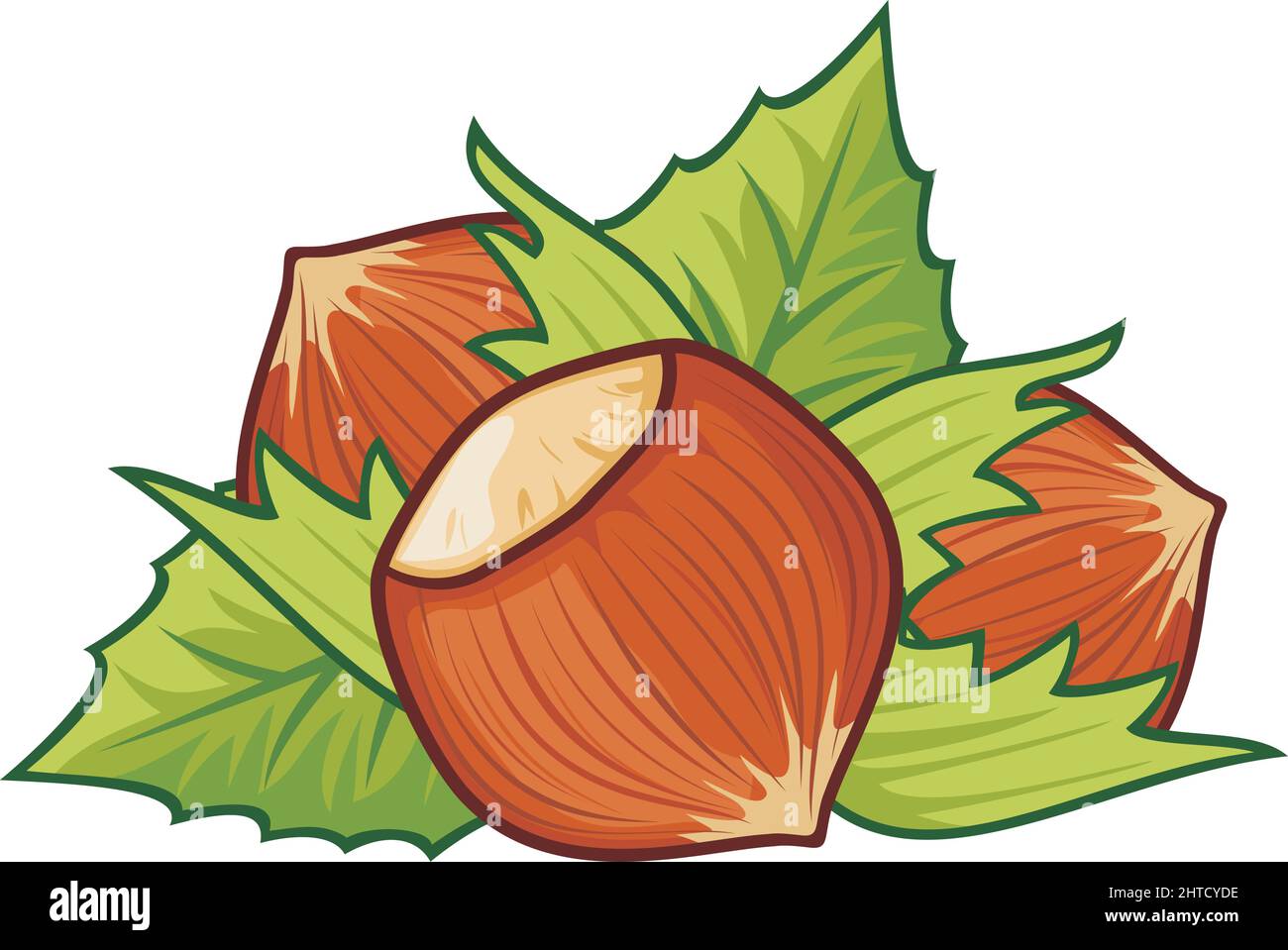 Hazelnut vector illustration Stock Vector Image & Art - Alamy