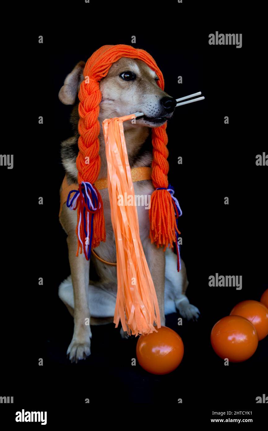 a mongrel dog with braids and orange batons celebrating the Koningsdag ...