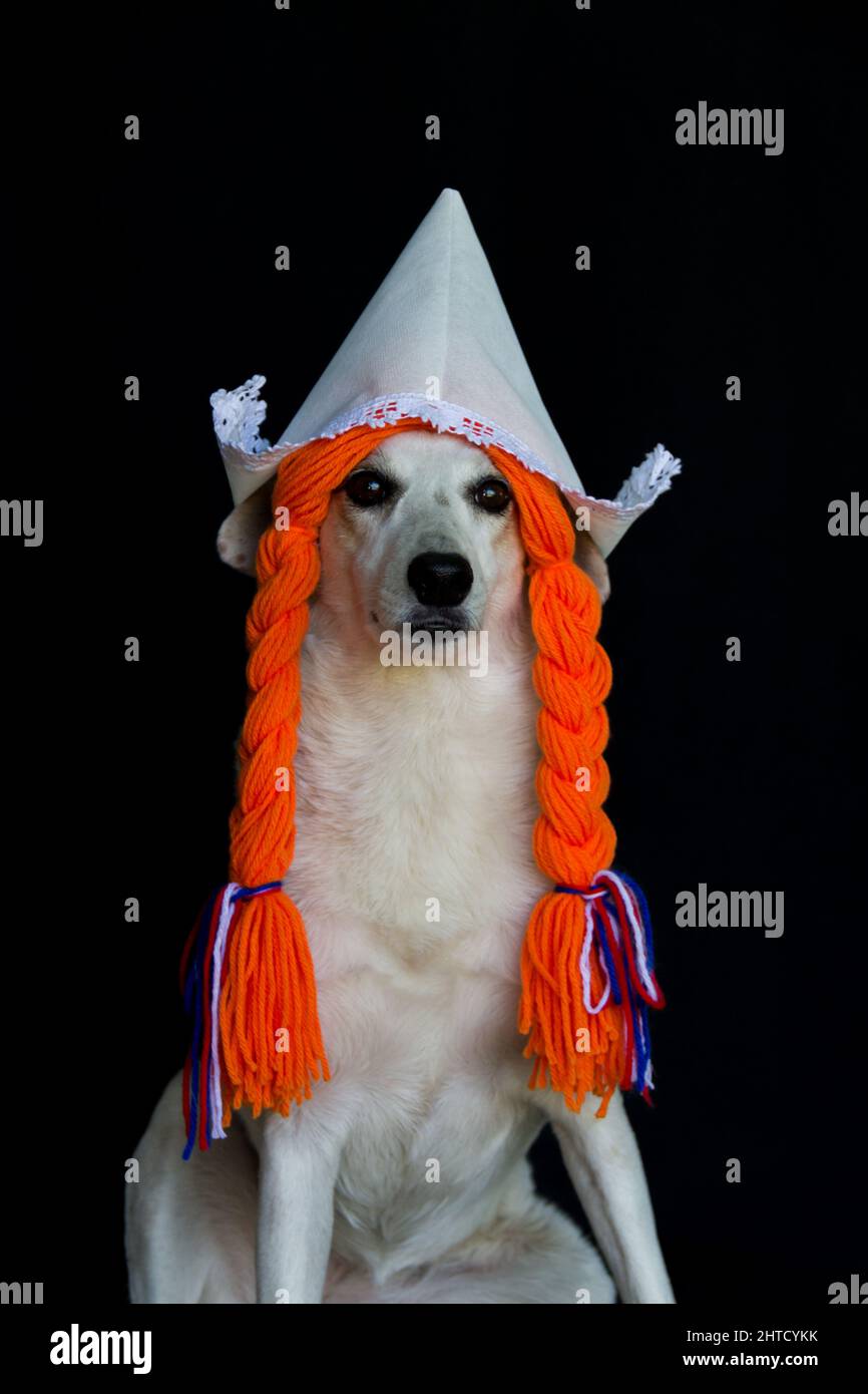a mongrel dog with braids and a dutch hat Stock Photo - Alamy