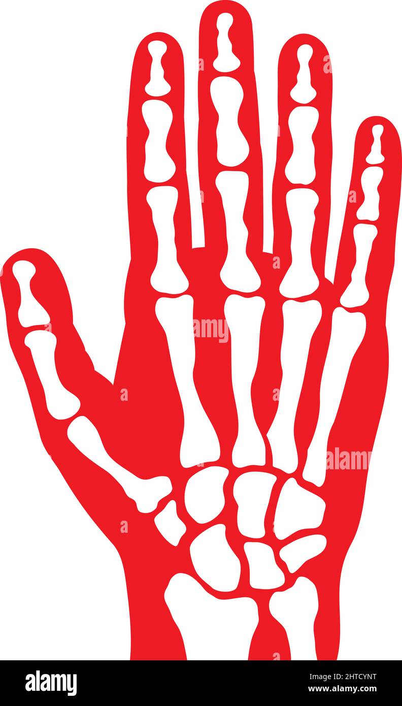Human skeleton (bones) hand vector illustration Stock Vector Image ...