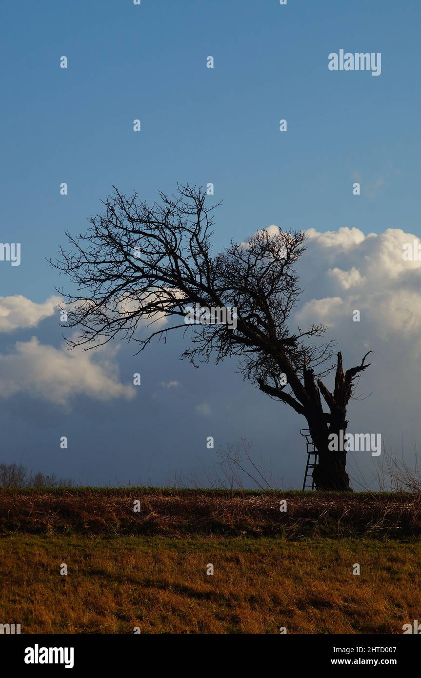 Silhouette of an very old apple tree in winter against the blue cloudy ...