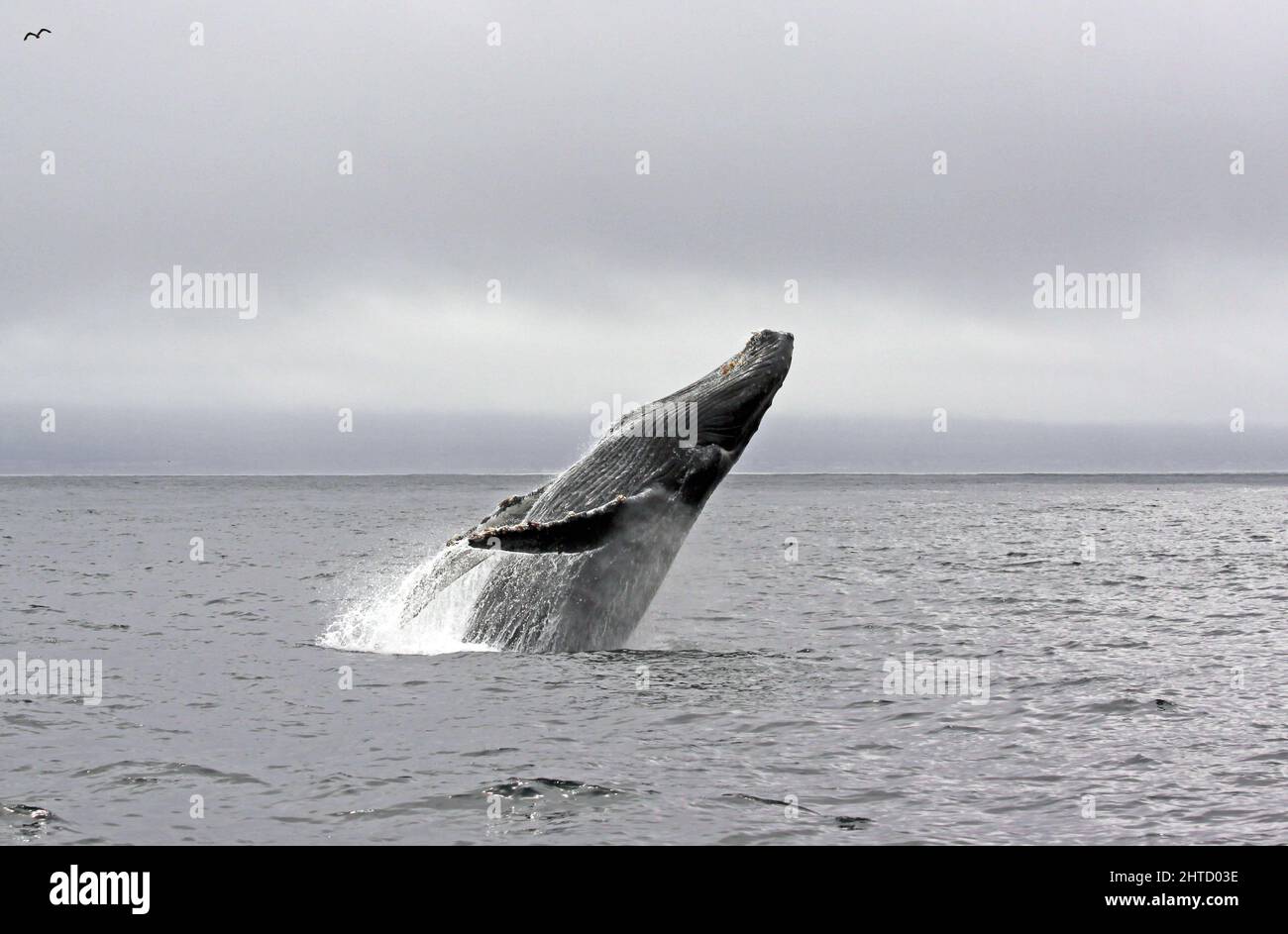 Jump of a humpback whale Stock Photo - Alamy