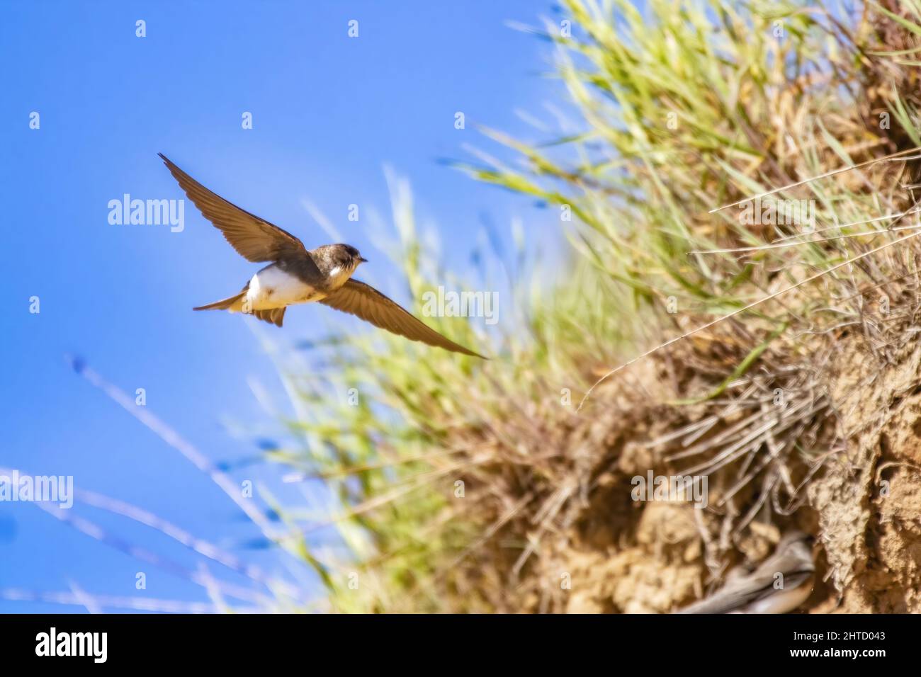Closeup of a swift bird flying with its wings wide open against ...