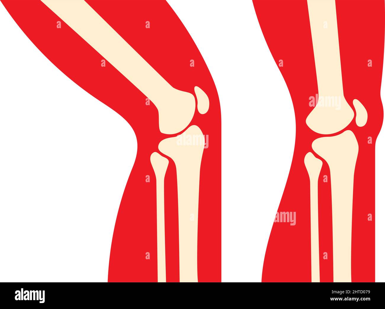 Human knee joint vector illustration Stock Vector Image & Art - Alamy