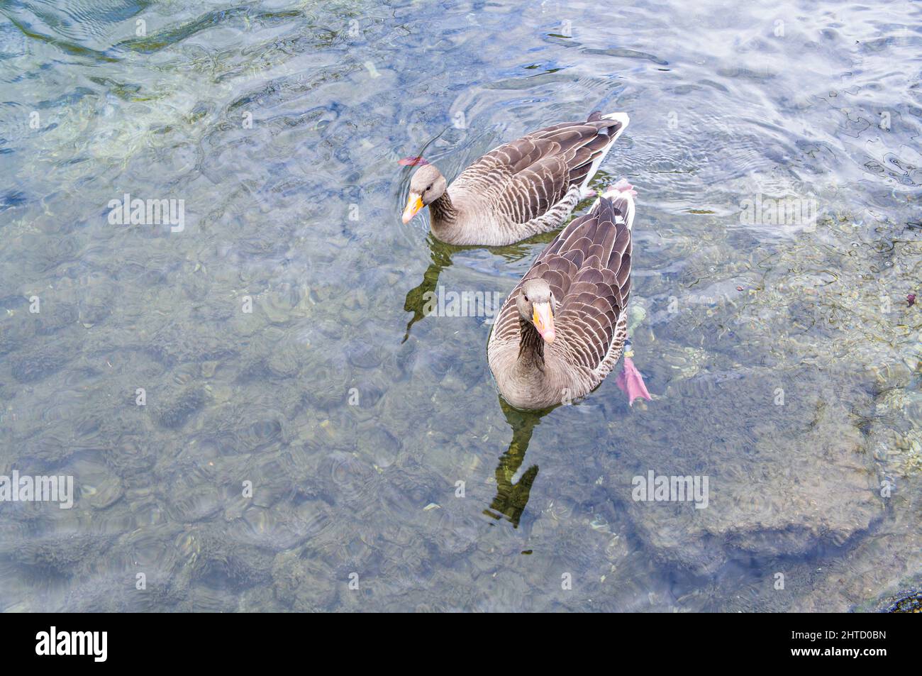 Greylag goose, Anser anser, in Cumberland Wildpark in Grunau im Almtal ...