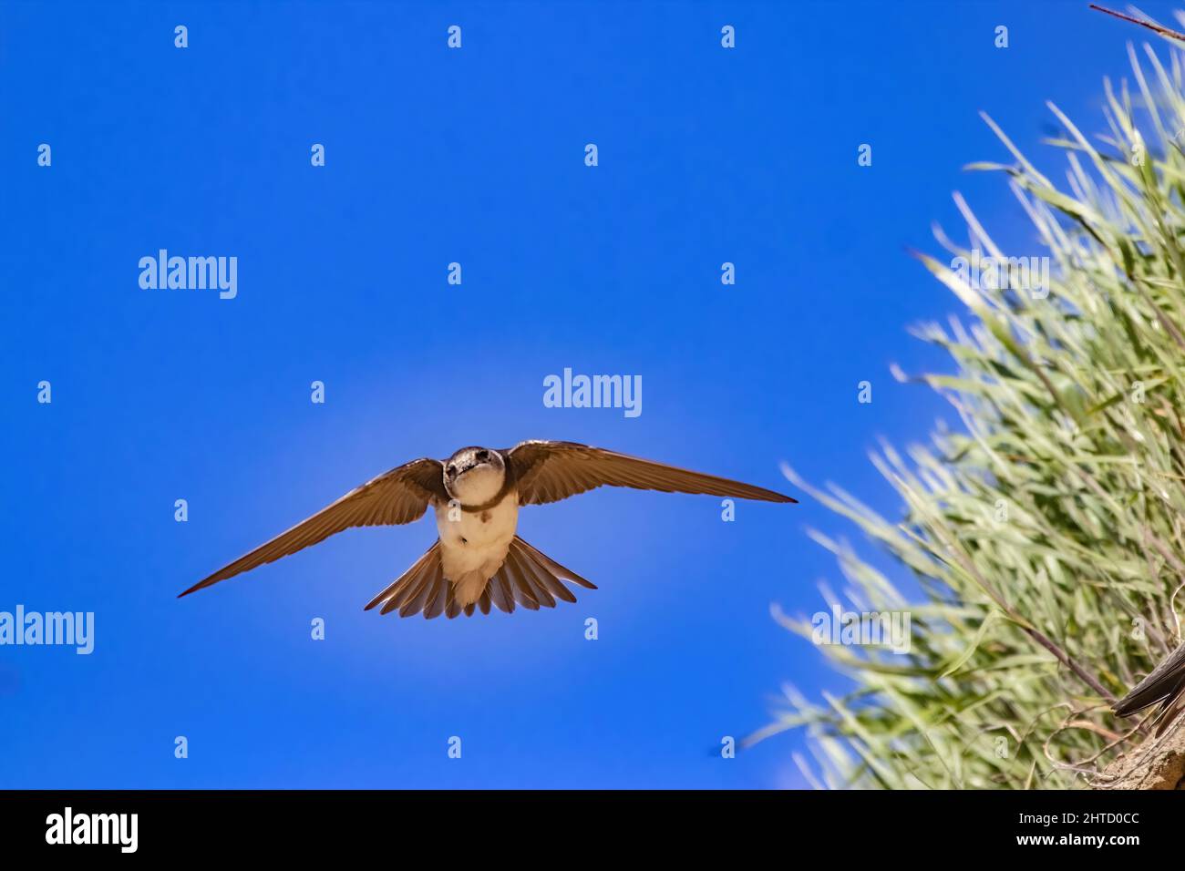 Closeup of a swift bird flying with its wings wide open against ...