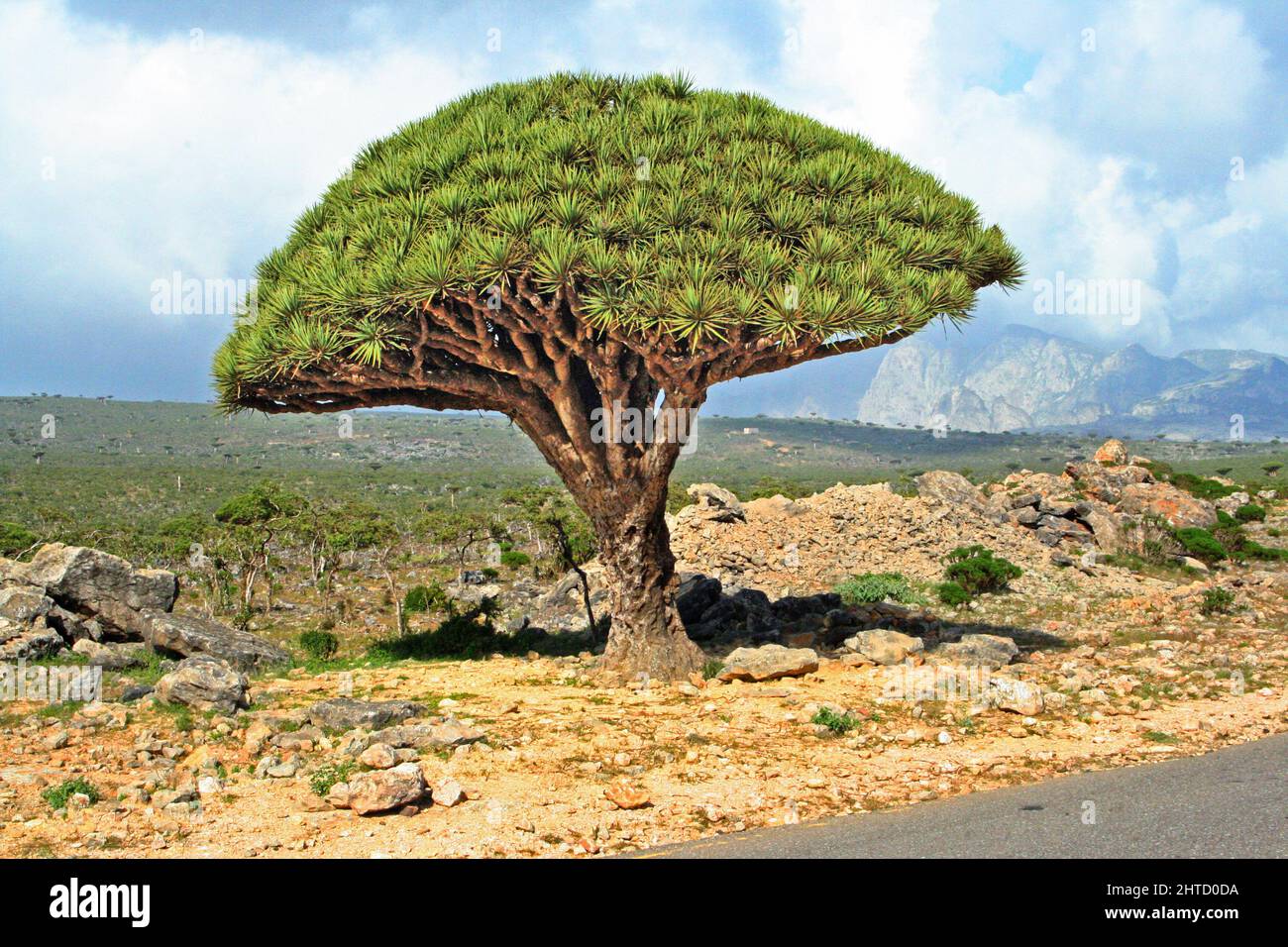 Dragon blood tree branches hi-res stock photography and images - Alamy