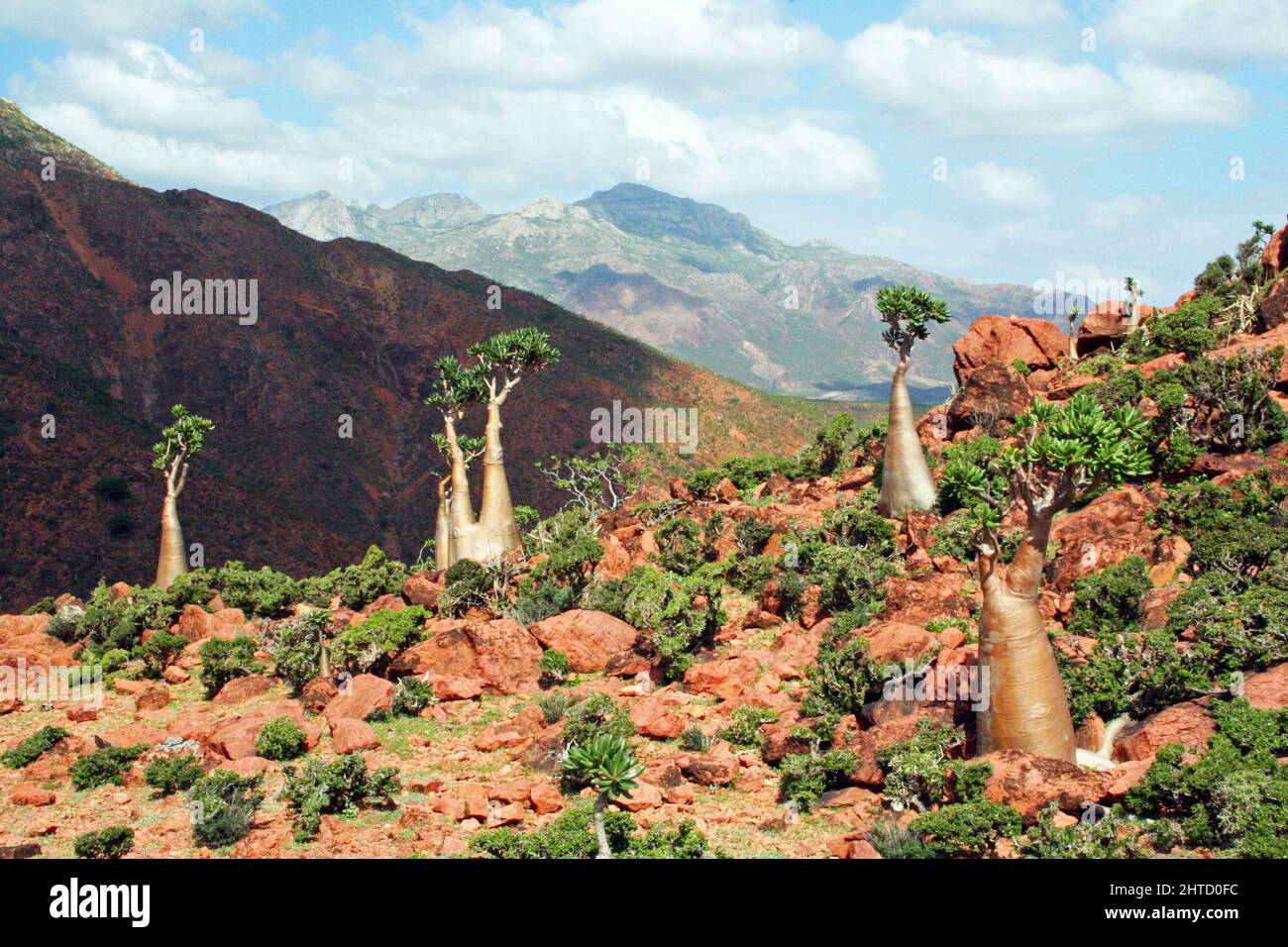 Bottle trees on Socotra, Yemen Stock Photo - Alamy