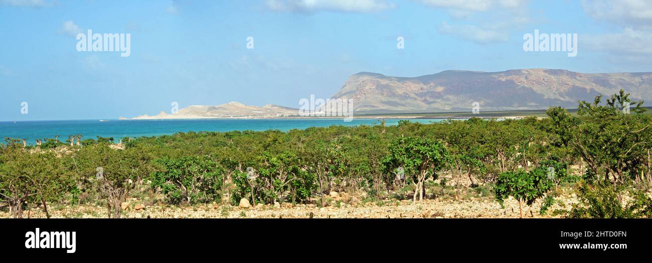 Yemen socotra island unesco hi-res stock photography and images - Alamy