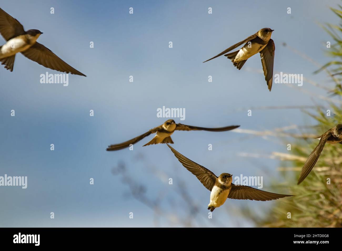 Closeup of swift birds flying with their wings wide open high in the ...