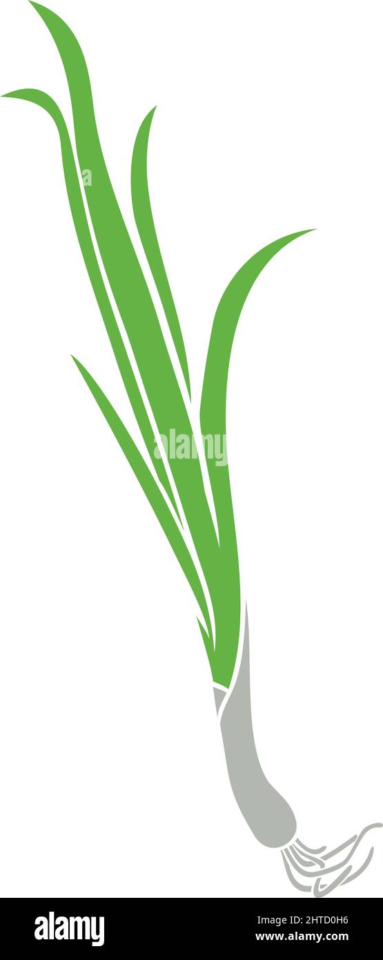 Green onion vector illustration Stock Vector Image & Art - Alamy