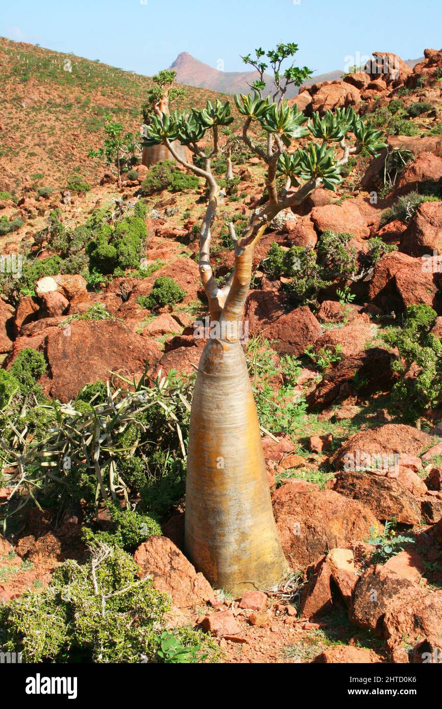 Bottle trees on Socotra, Yemen Stock Photo - Alamy