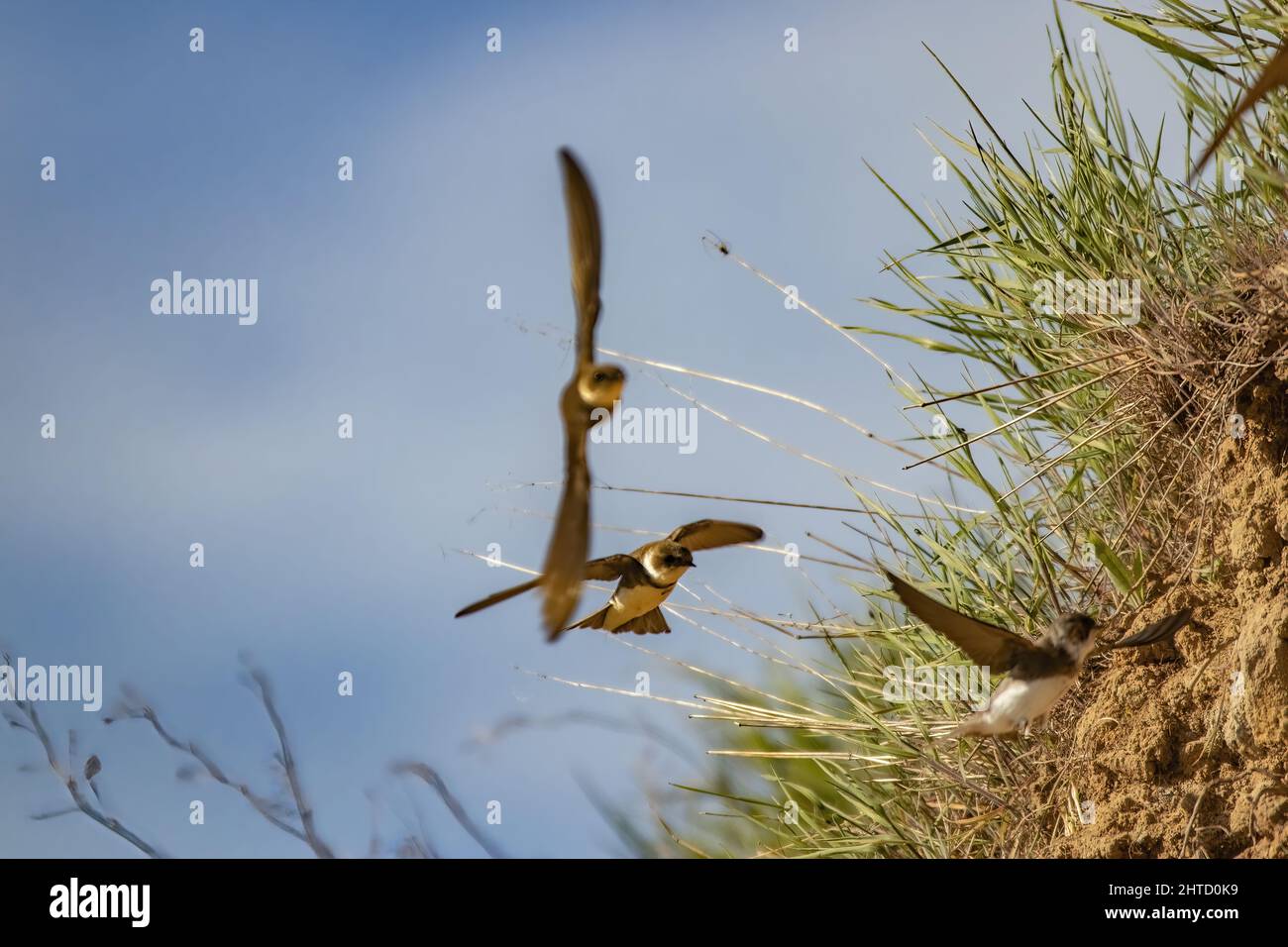 Closeup of swift birds flying with their wings wide open high in the ...
