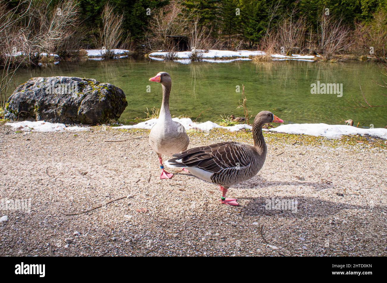 Greylag goose, Anser anser, in Cumberland Wildpark in Grunau im Almtal ...
