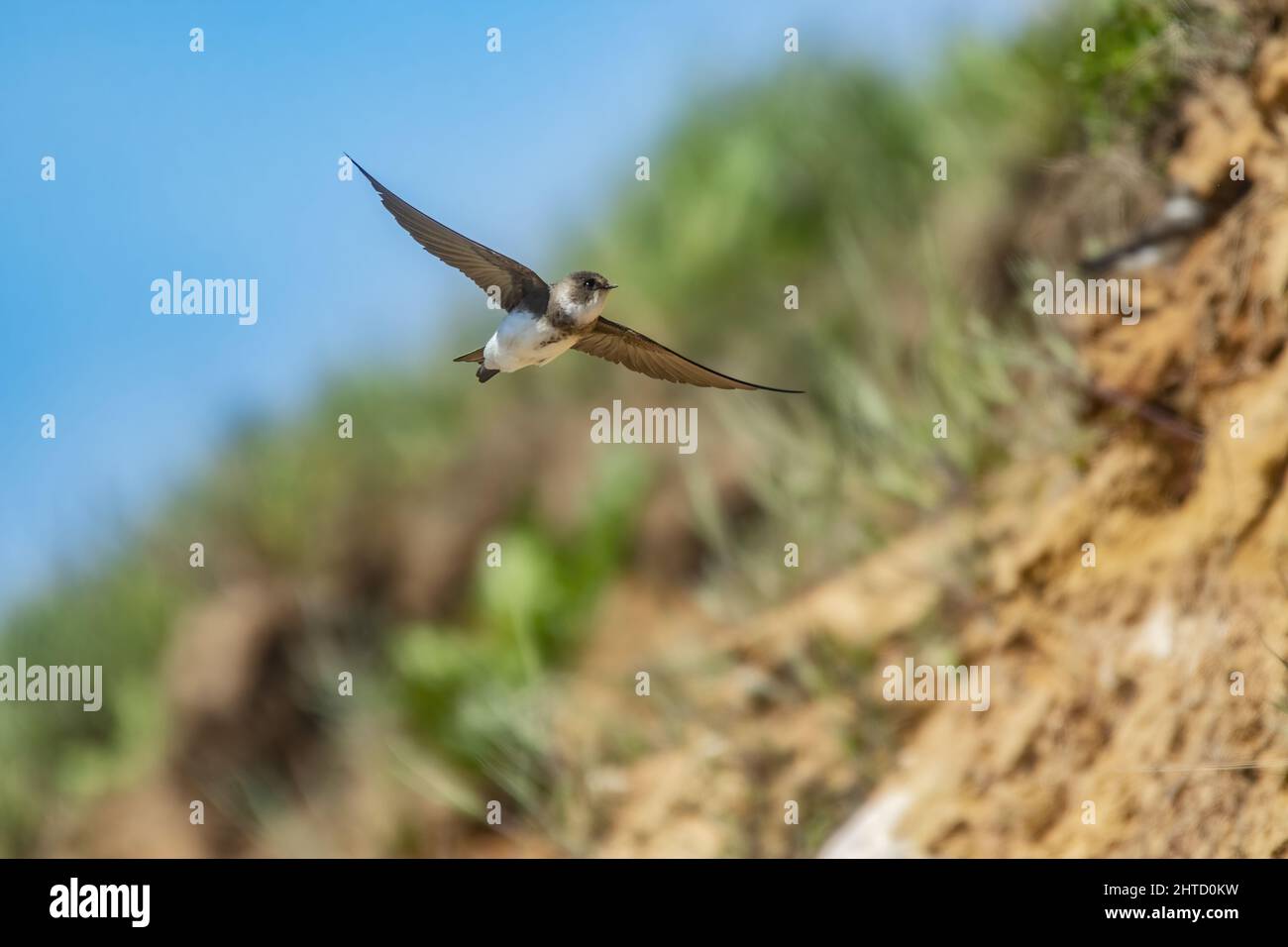 Closeup of a swift bird flying with its wings wide open against ...