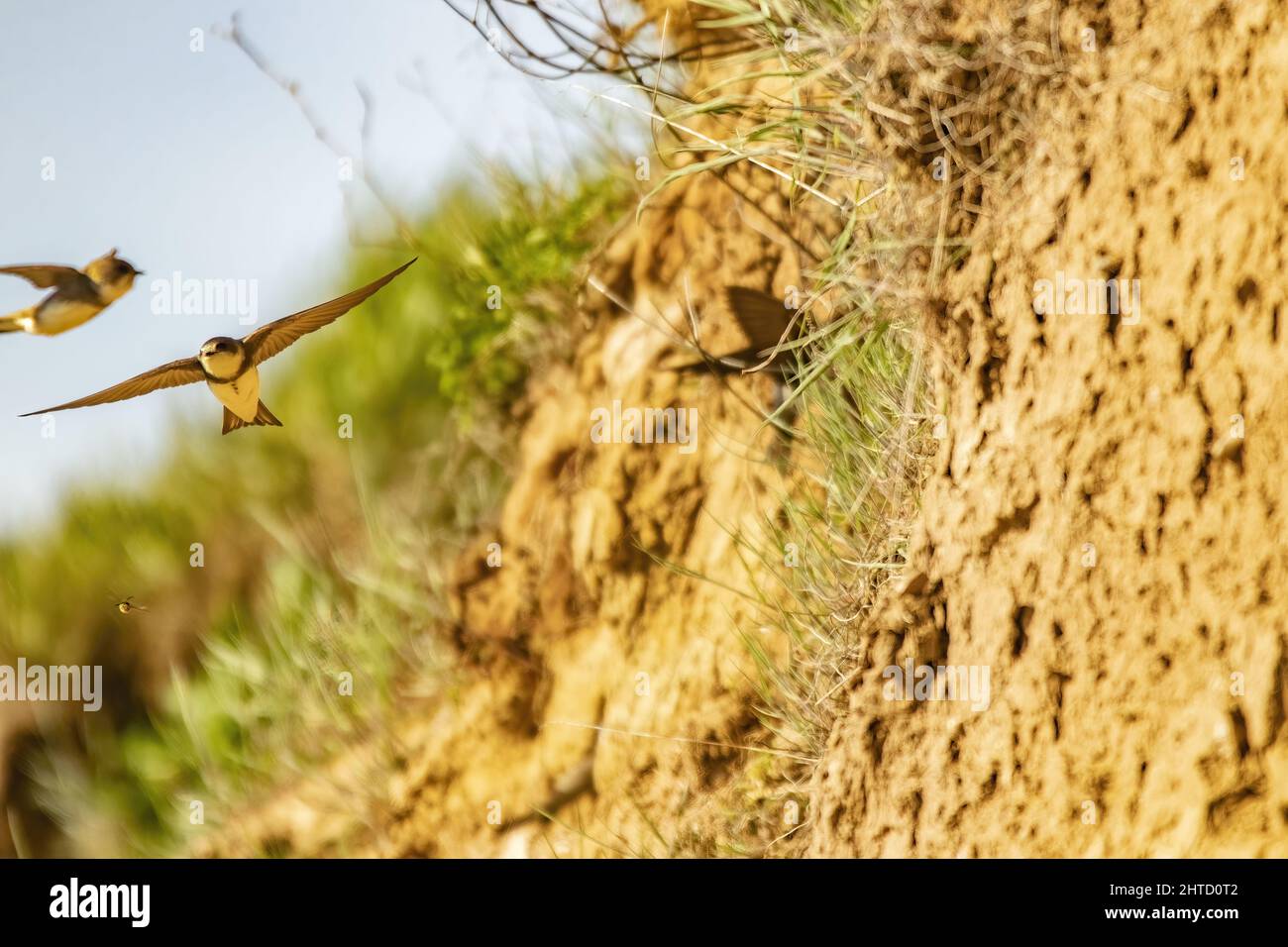 Closeup of two Beregovushkas flying above the ground with their wings ...