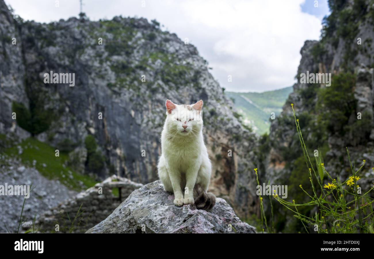A cute white feral cat in the Kotor bay in Montenegro in summer Stock ... A cute white feral cat in the Kotor bay in Montenegro in summer Stock ...