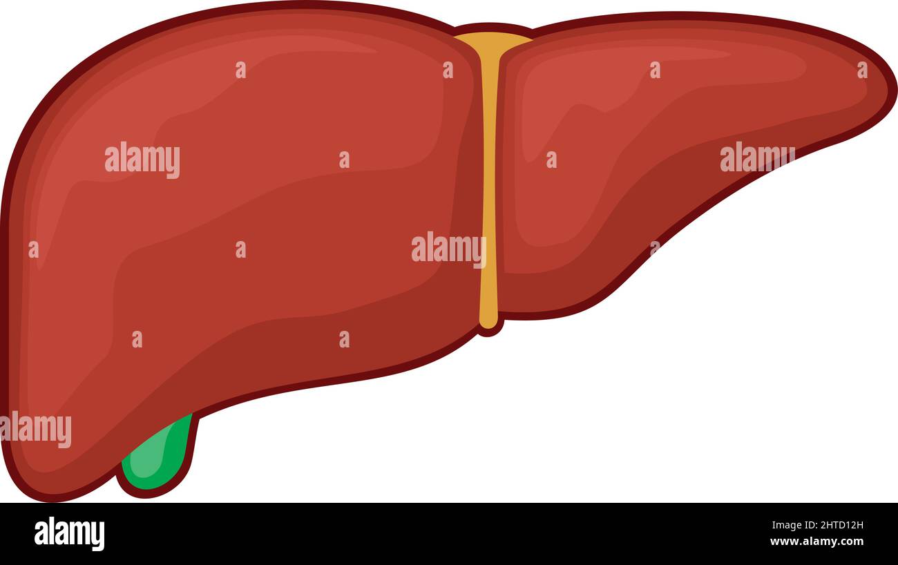 Liver function in digestive Stock Vector Images - Alamy