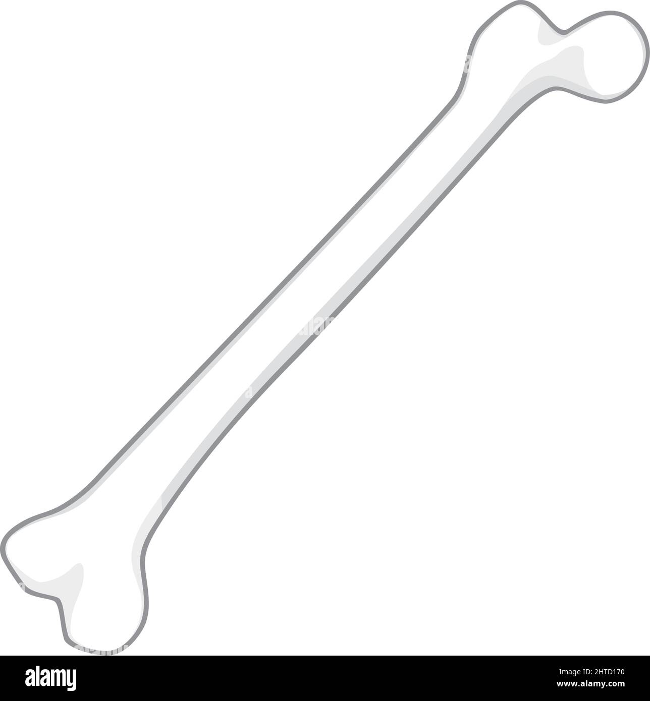 Right tight (femur) bone vector illustration Stock Vector Image & Art ...