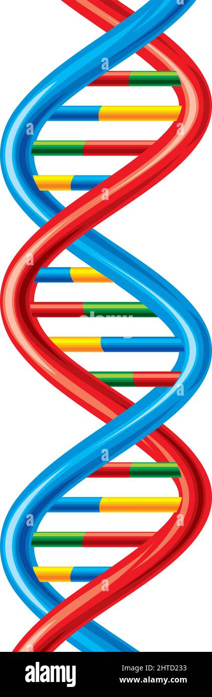 Vector illustration of DNA strand Stock Vector Image & Art - Alamy