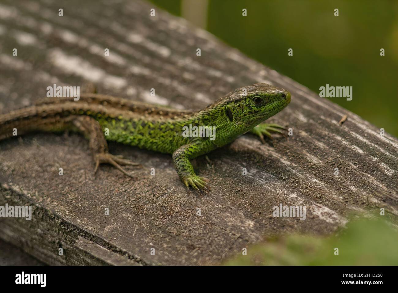 Closeup of the male sand lizard, Lacerta agilis. Shallow focus Stock ...