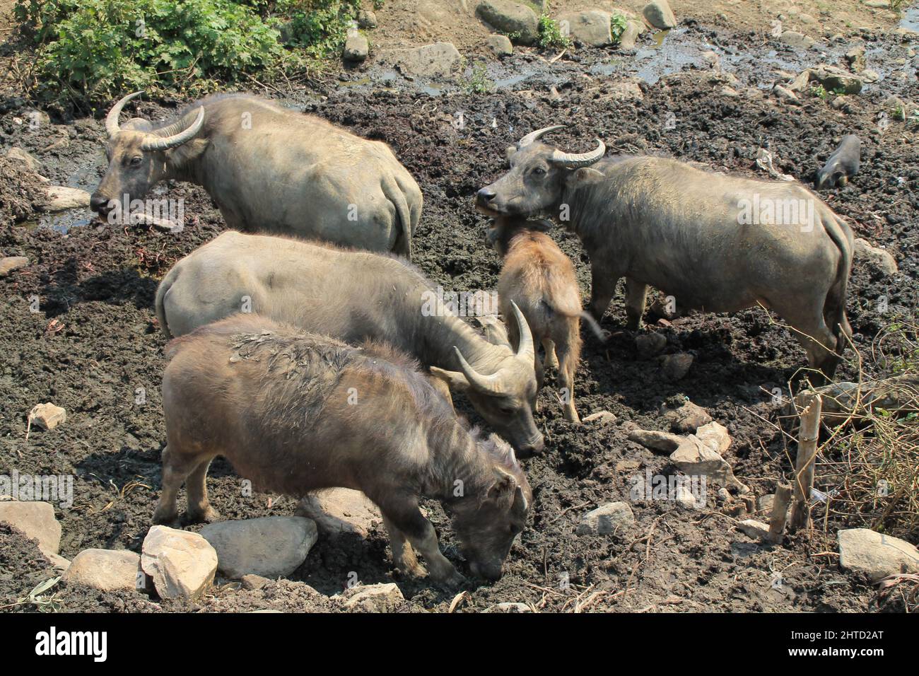 Cow is digging hi-res stock photography and images - Alamy
