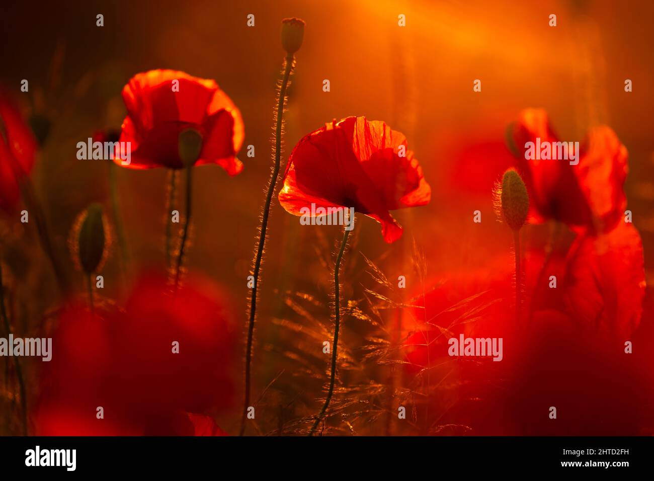 Beautiful flowers in the garden Stock Photo - Alamy