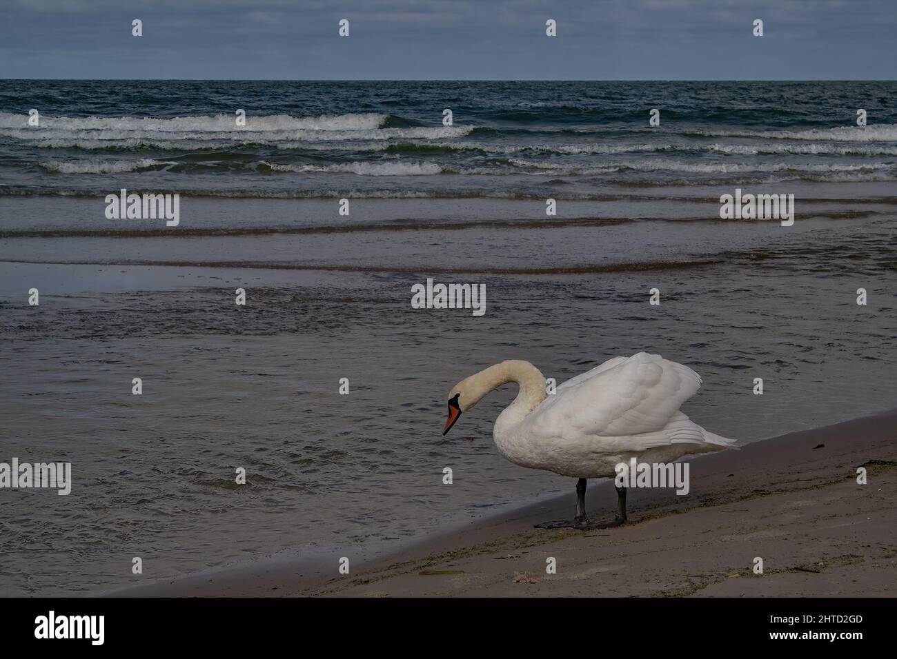 View of a white swan standing alone on the beach in front of the ocean ...