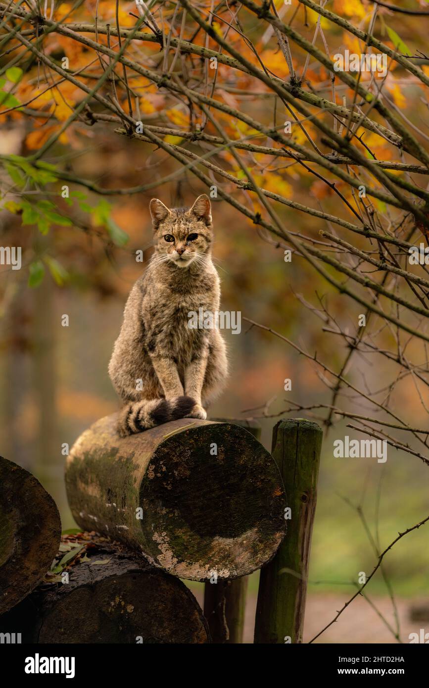 Vertical shot of an angry wildcat standing on a tree chump under the ...