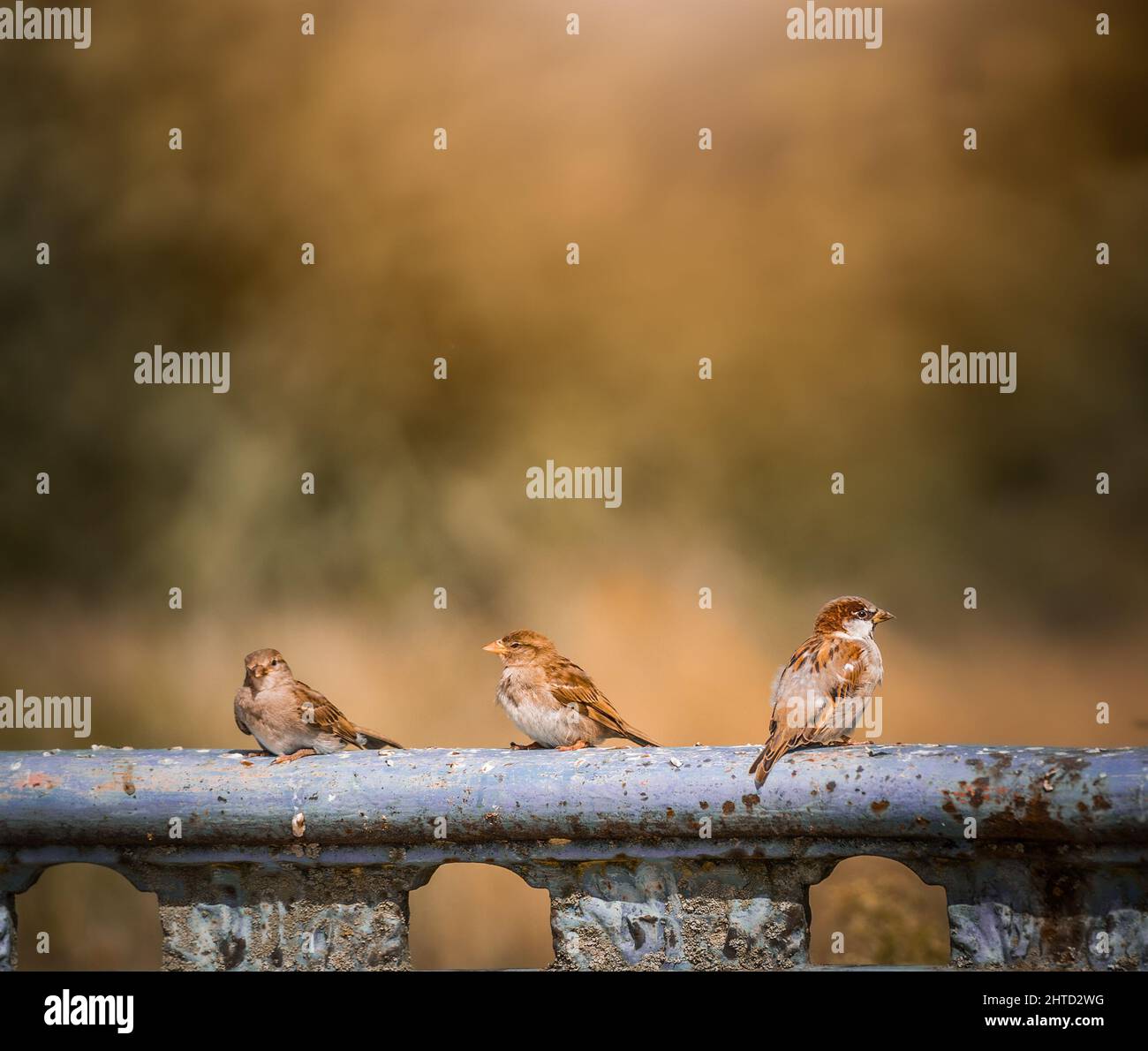 Birds sitting on a handrail Stock Photo - Alamy