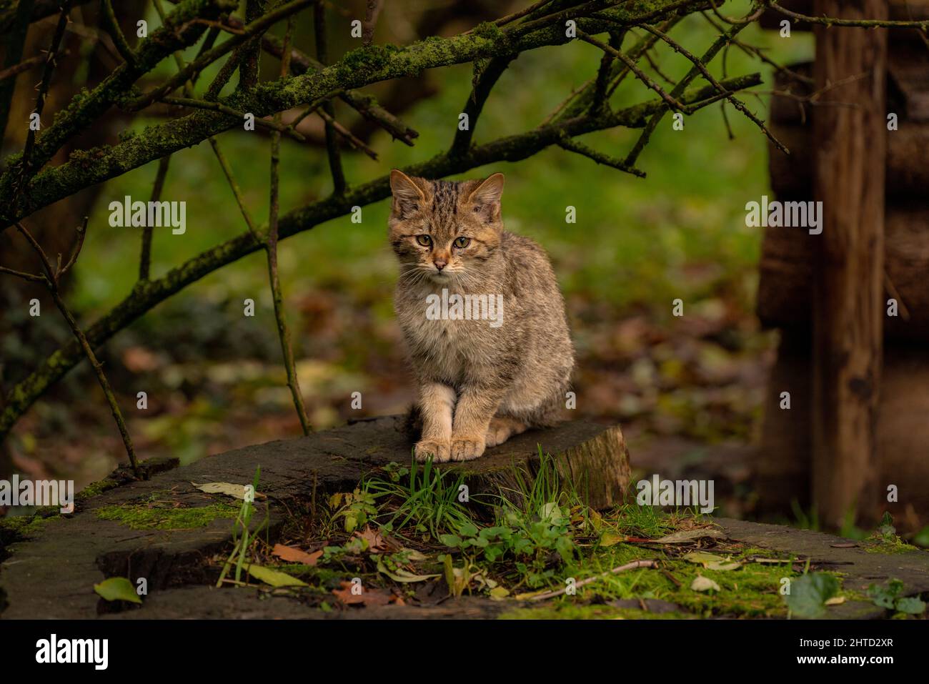 Selective focus of a sad-looking European wildcat resting on the tree ...