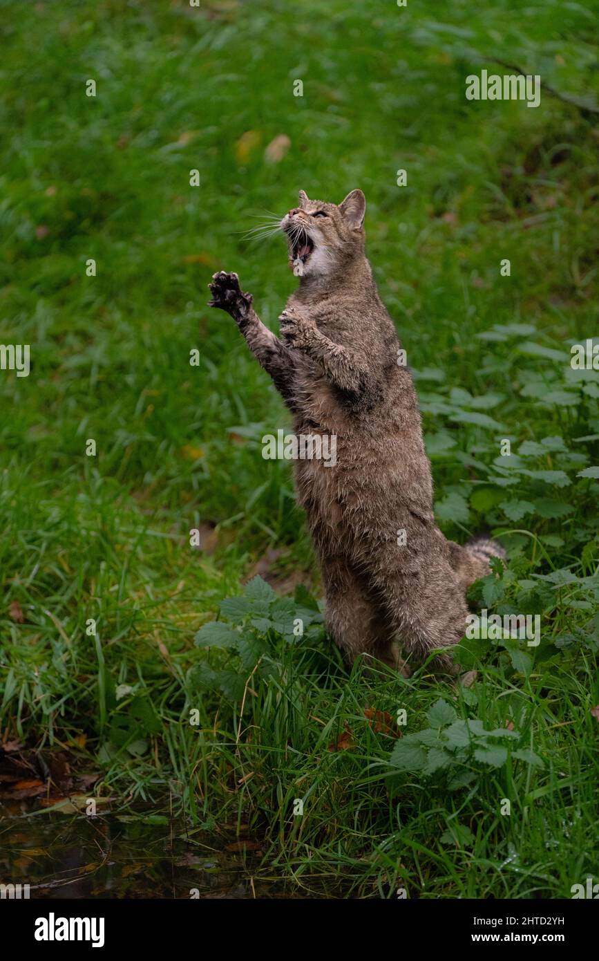 Angry European wildcat mewing with its mouth open standing on its back ...