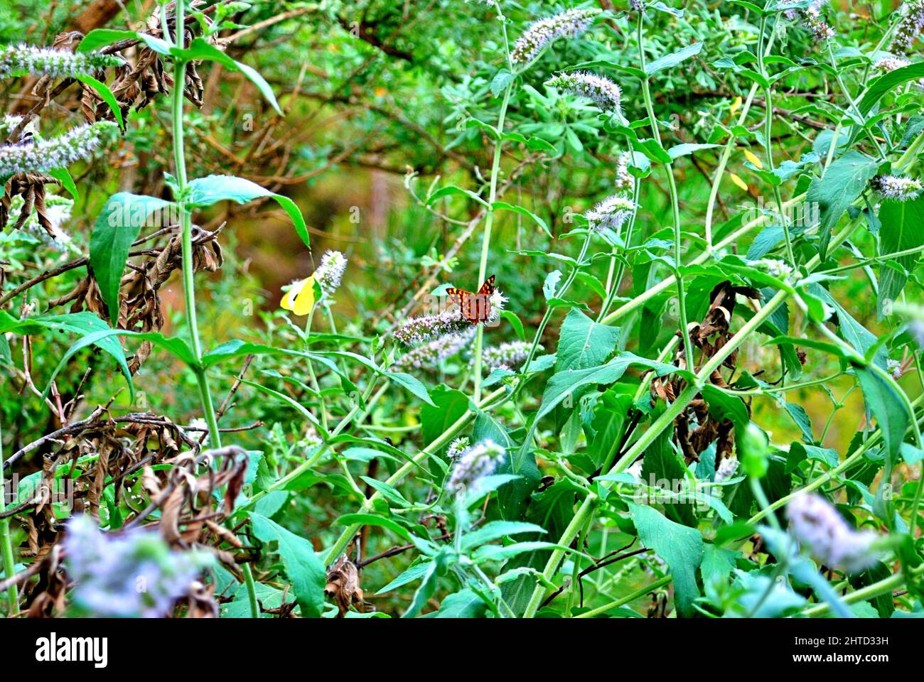 Spring of Marcos y Cordero, is one of the most important springs in the ...